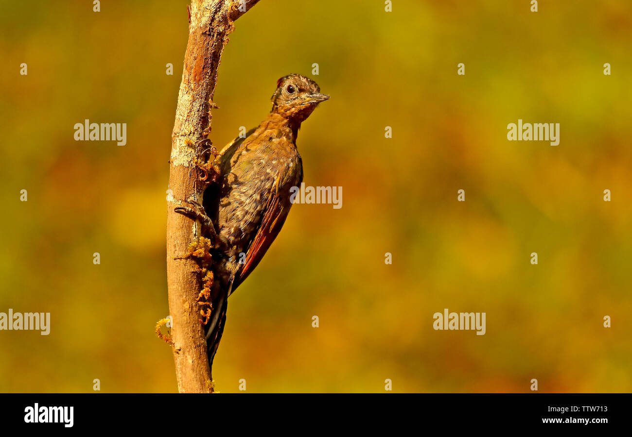 Lesser yellow naped woodpecker, Picus chlorolophus, Ganeshgudi ...