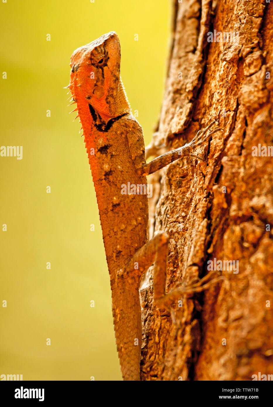 Commonly known as roux forest lizard hi-res stock photography and ...