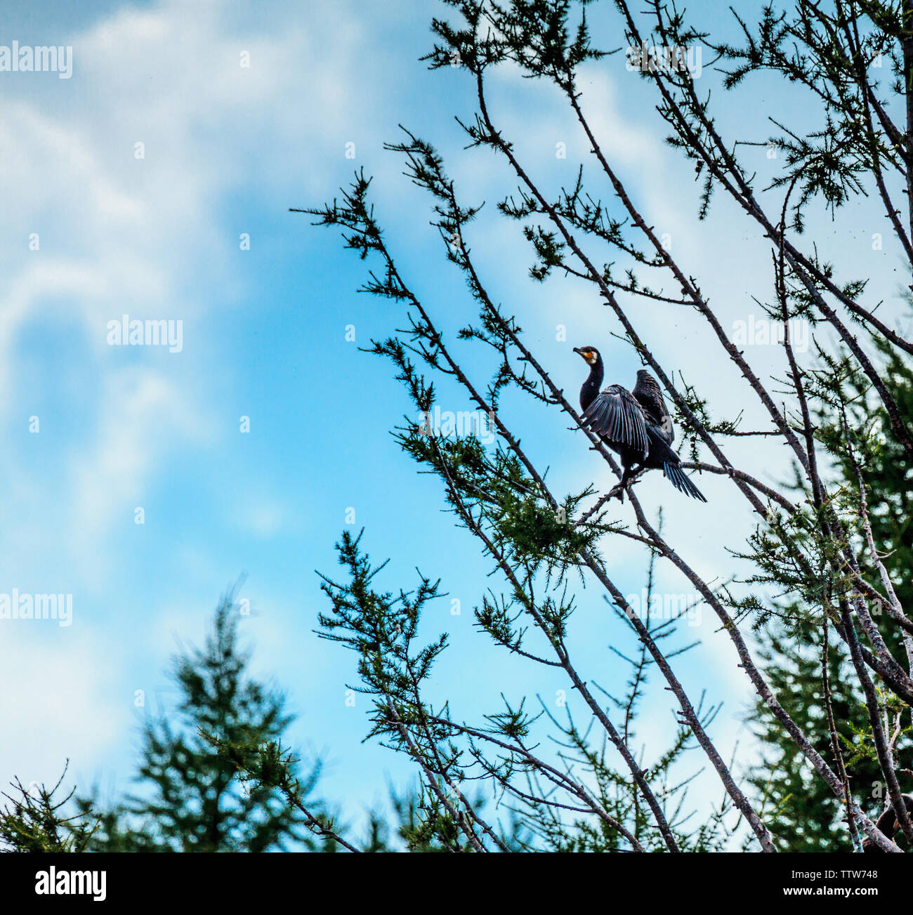 The flowers and grass of Alshan Stock Photo - Alamy