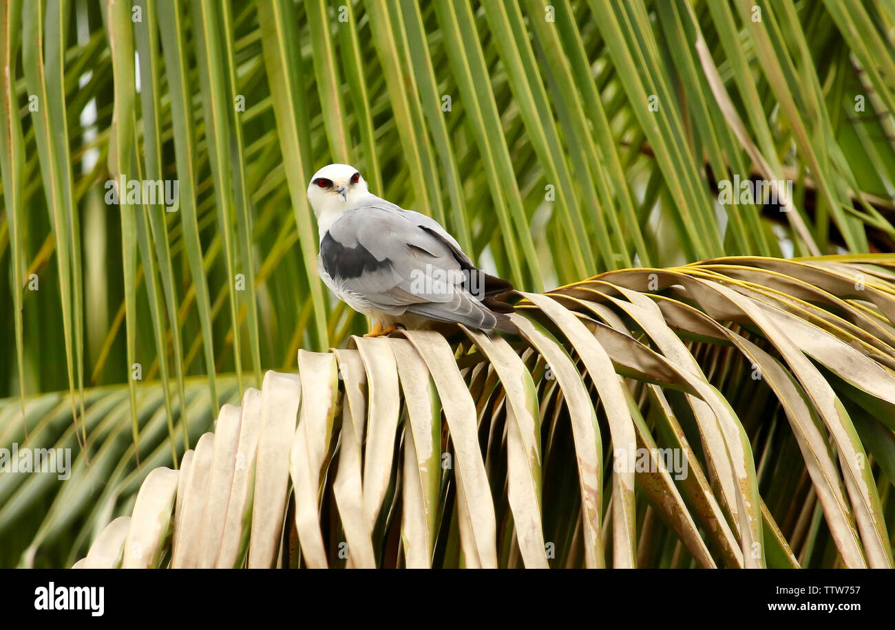 Black shouldered kite, Elanus axillaris, Hoskote, Bangalore, Karnataka ...