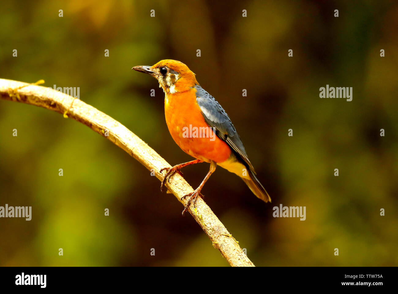 Orange headed ground thrush, Geokichla citrina, male, Ganeshgudi ...