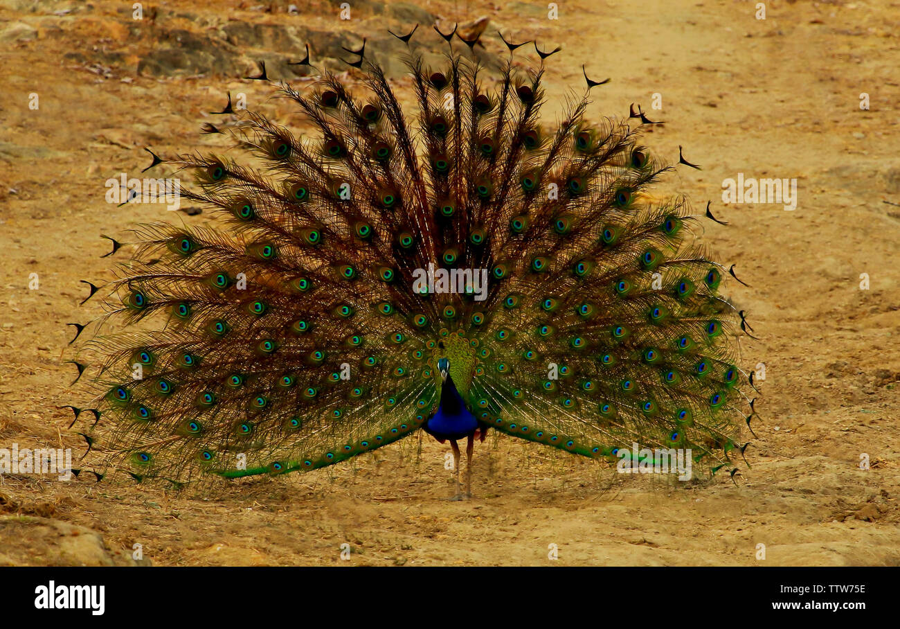 Dancing peacock, Pavo cristatus, Bandipur National Park, Karnataka ...