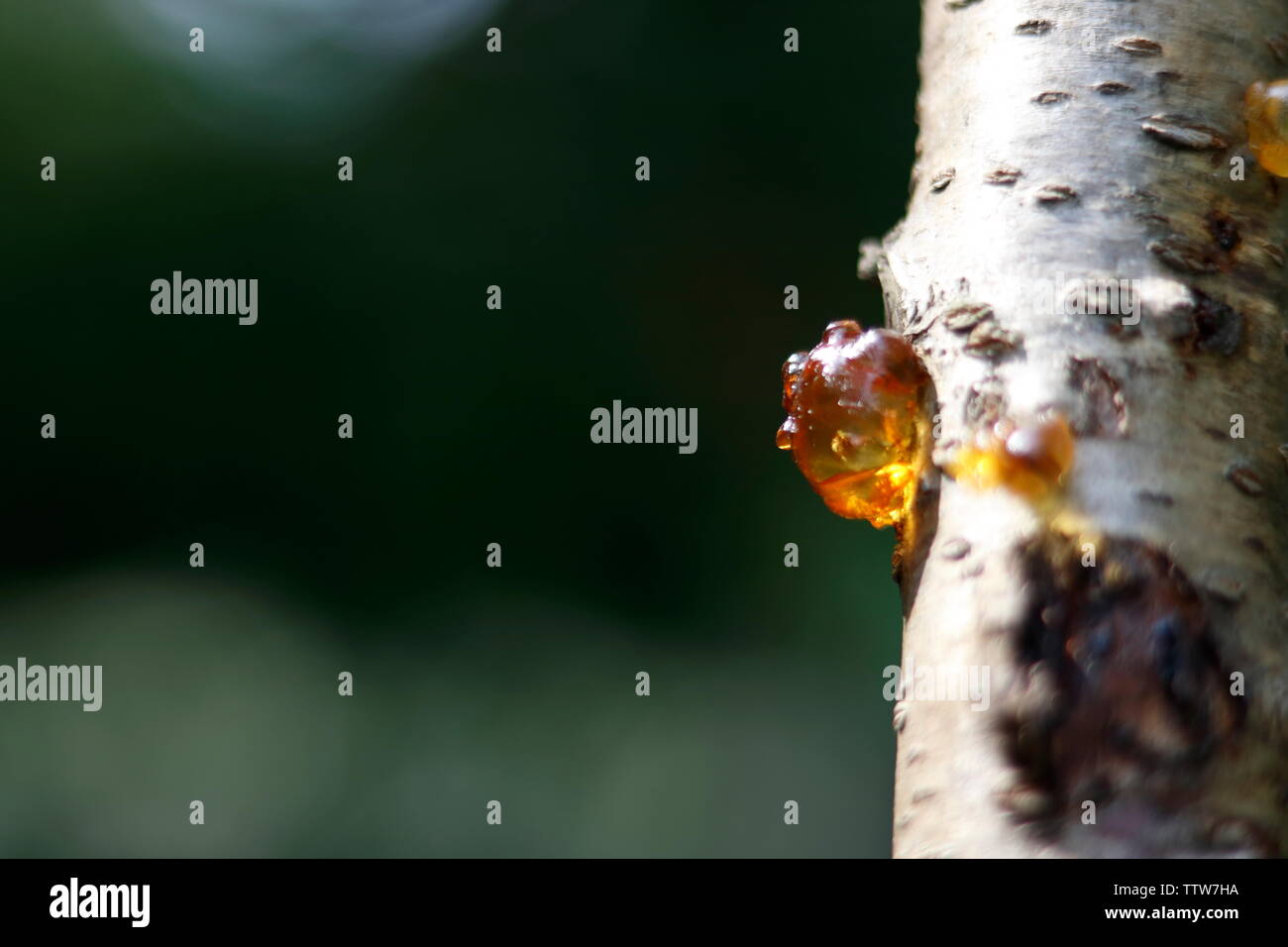 Peach tree peach gum Stock Photo - Alamy