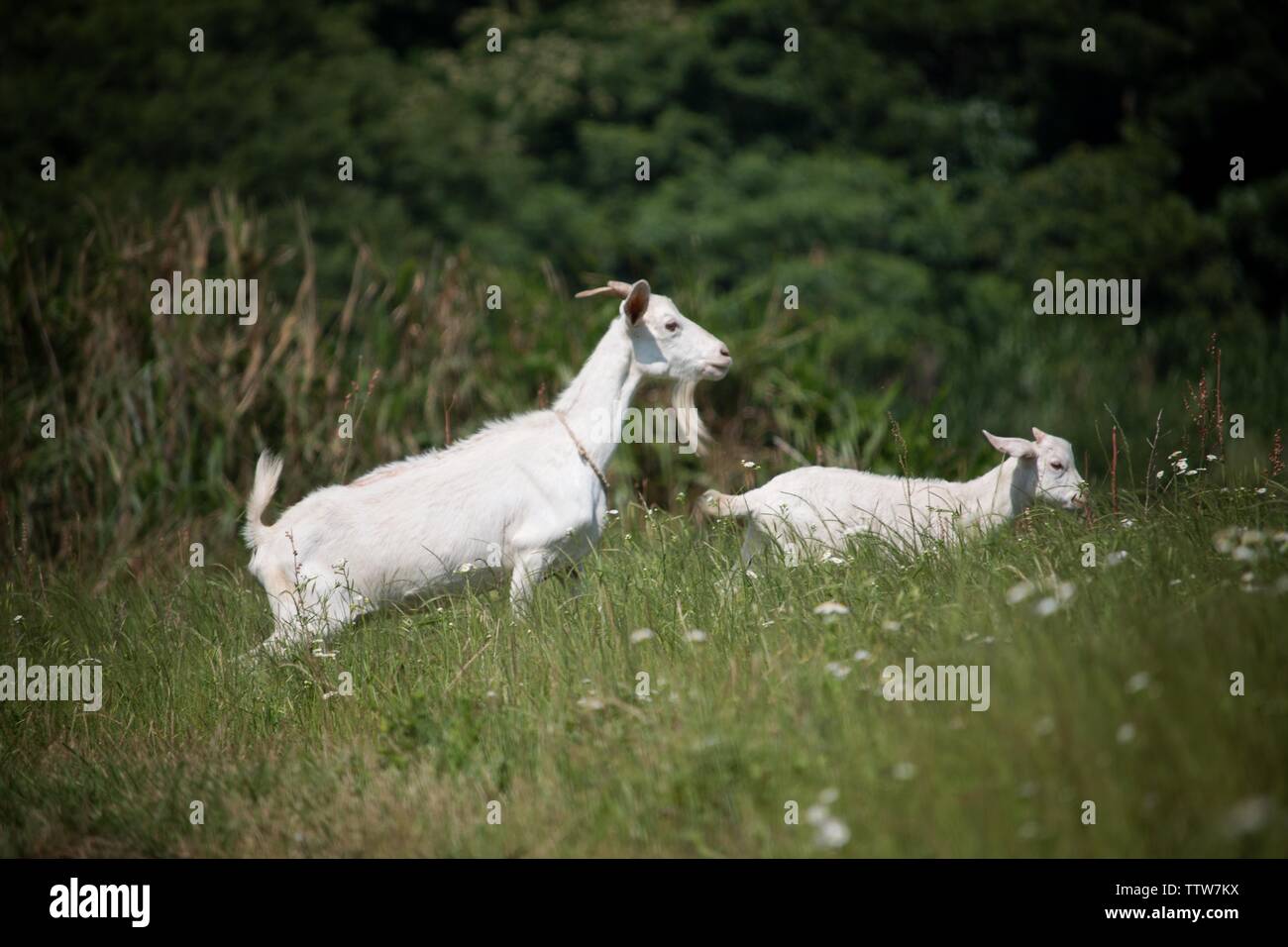 A free goat Stock Photo - Alamy