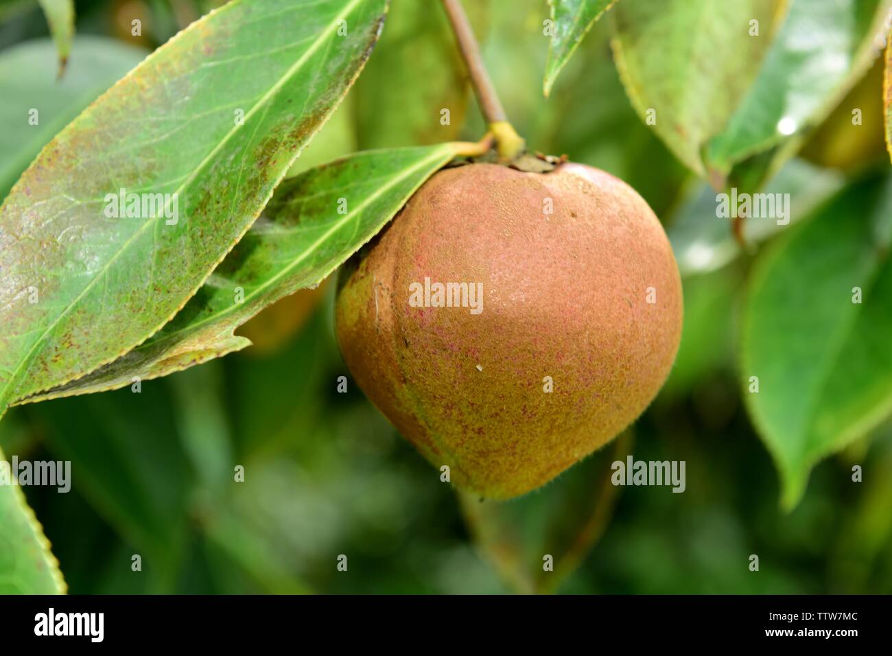 Oil tea, tea fruit Stock Photo - Alamy
