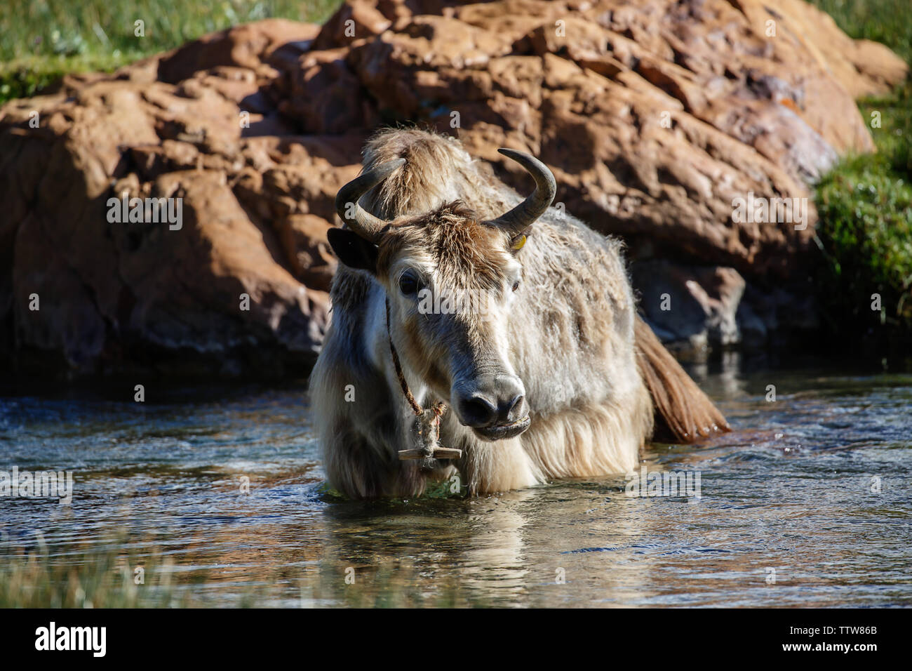 Large brown yak long hi-res stock photography and images - Alamy
