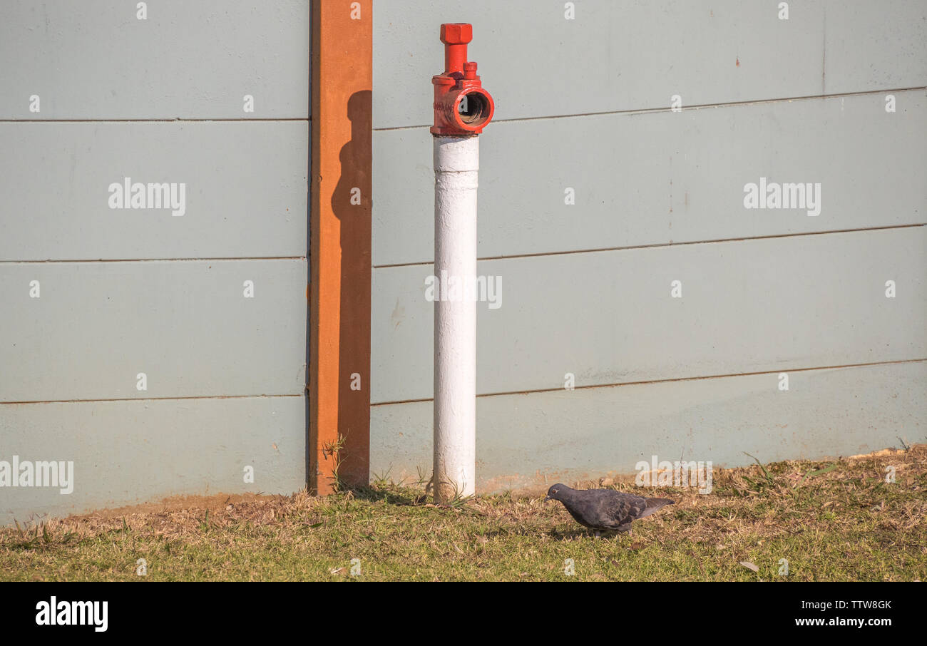 A feral pigeon looks for drops of water from a fire hydrant on a public ...