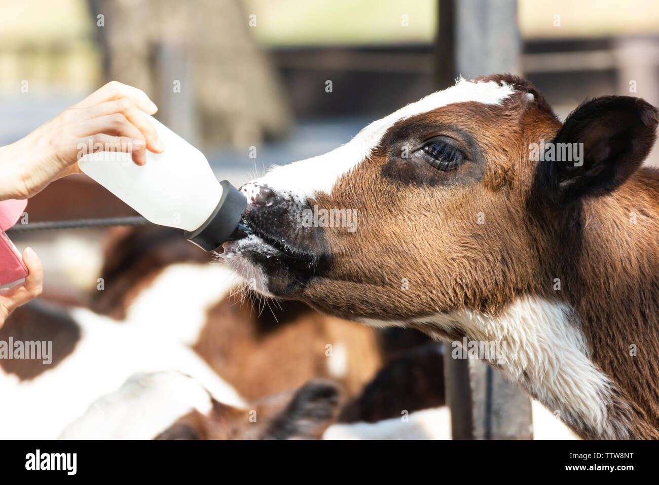 Closeup - Baby cow feeding on milk bottle by hand men in Thailand ...