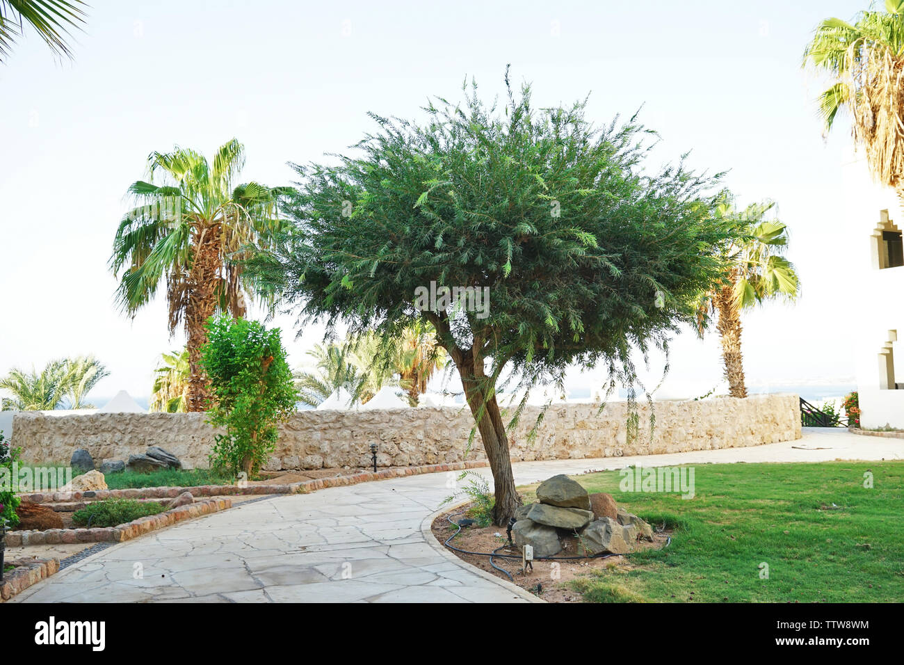 Tree with extraordinary beautiful foliage in the garden near the path ...