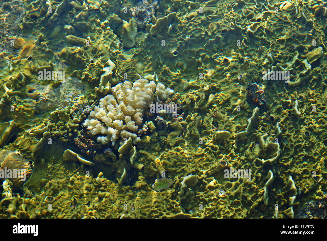 View of coral reefs through pure sea water Stock Photo - Alamy