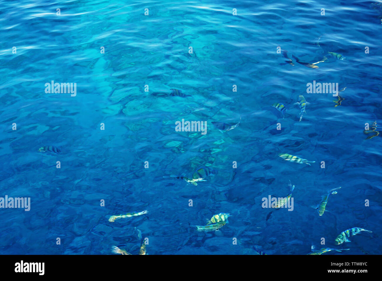 Sea with colorful fish Stock Photo - Alamy