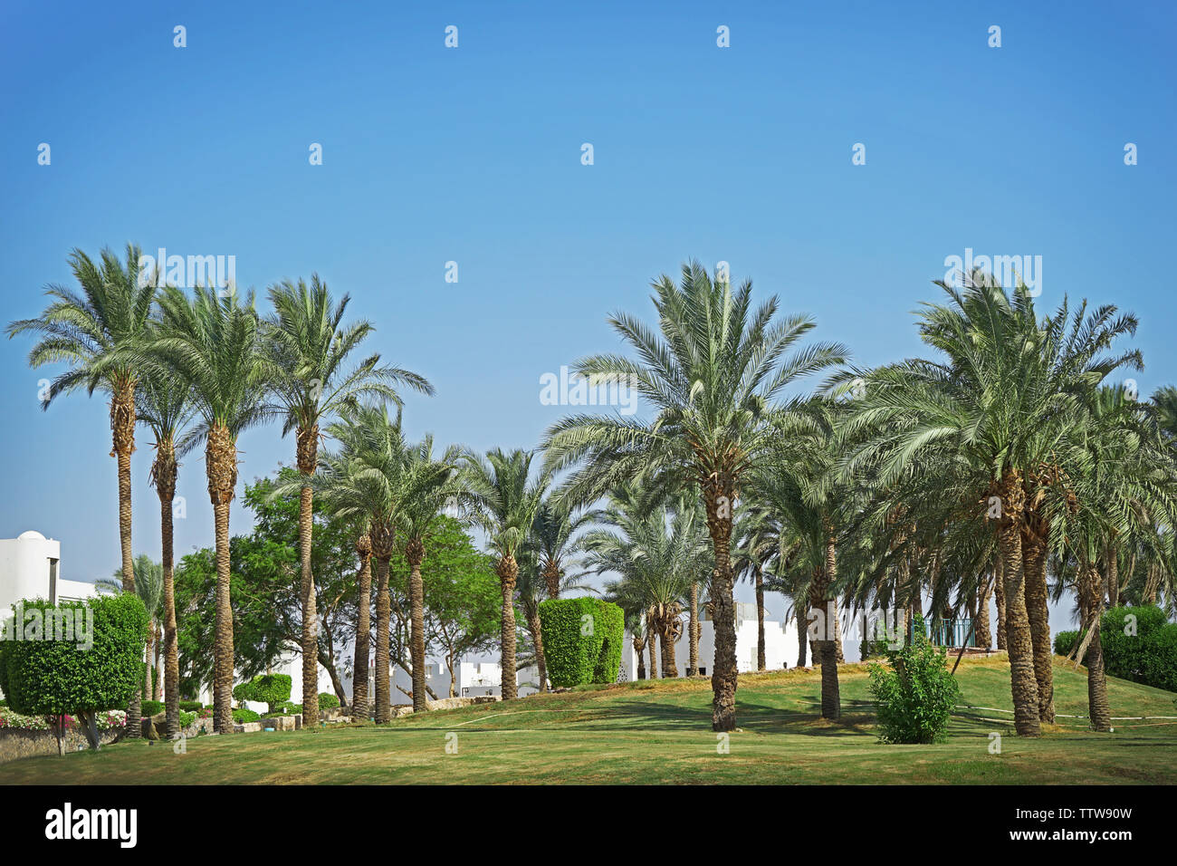 Palm grove in a luxury hotel Stock Photo - Alamy