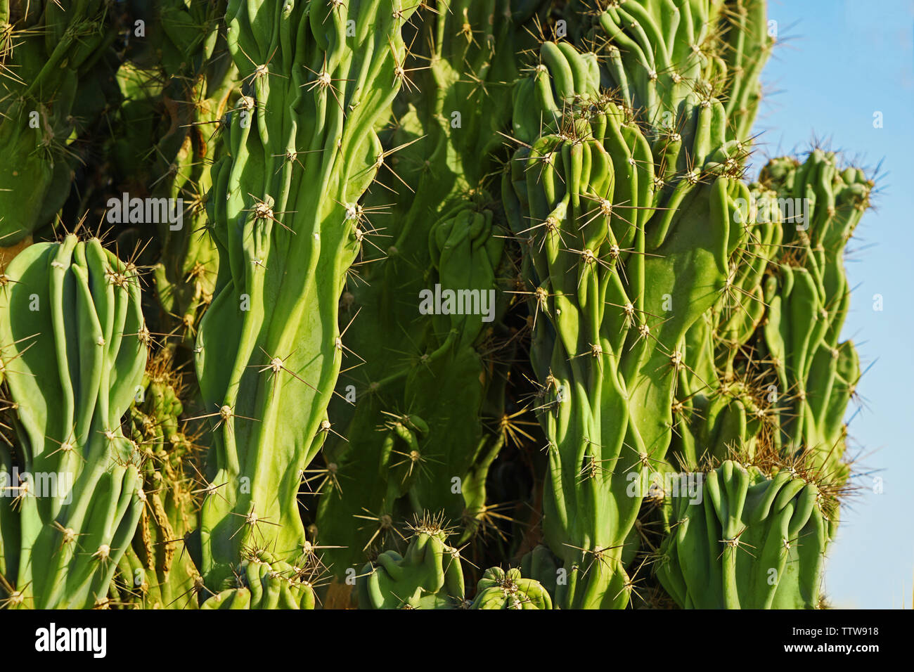 Large branched cactus closeup Stock Photo - Alamy