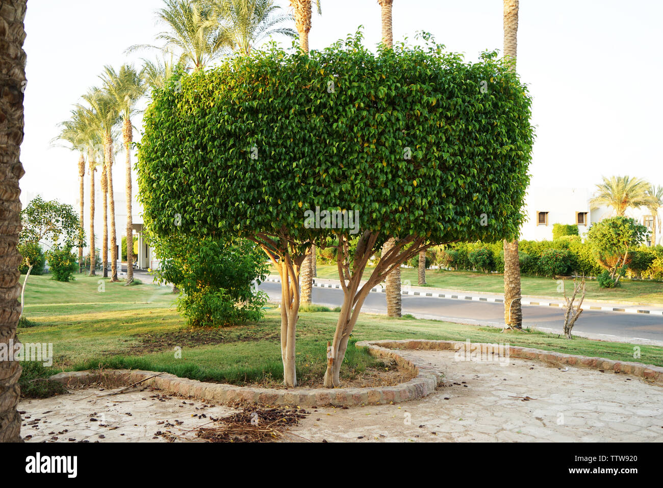 Topiary tree in the form of a cylinder in the garden Stock Photo - Alamy