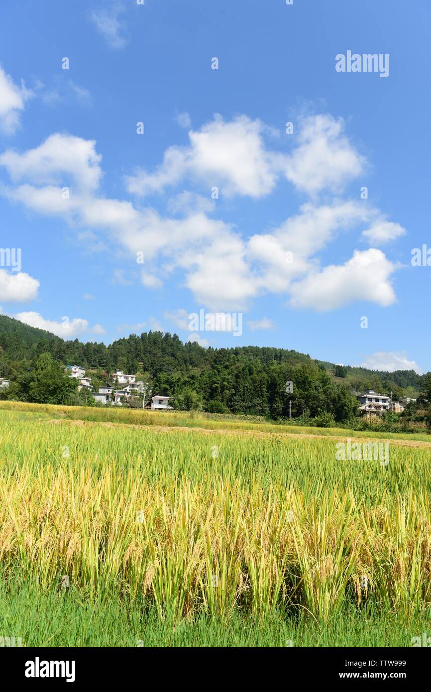 High definition rice hi-res stock photography and images - Alamy