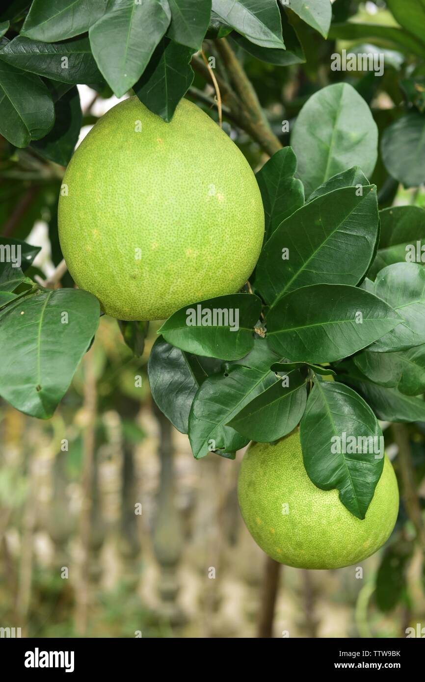 Pomelo material hi-res stock photography and images - Alamy
