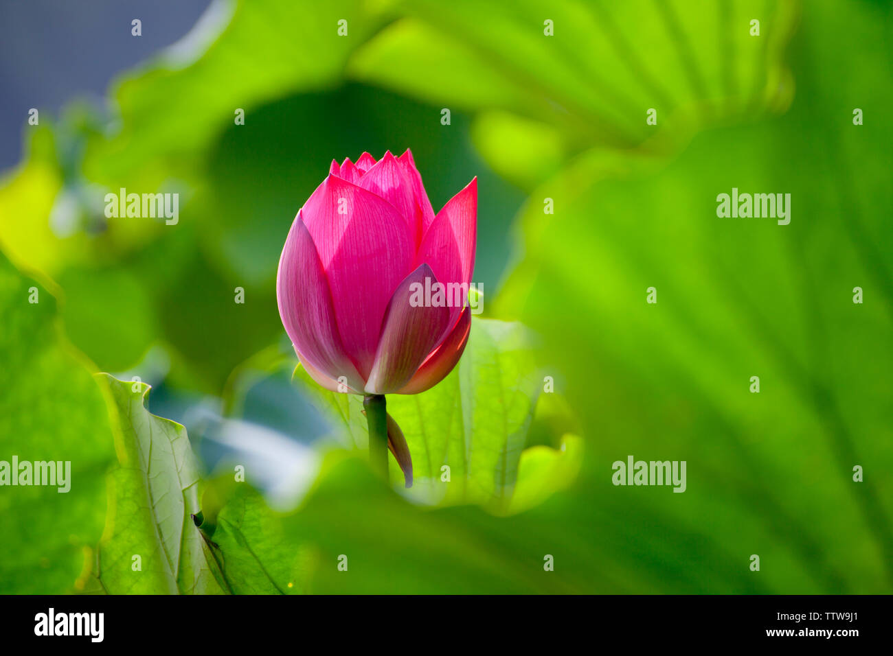 A set of creative pictures of lotus flowers Stock Photo - Alamy