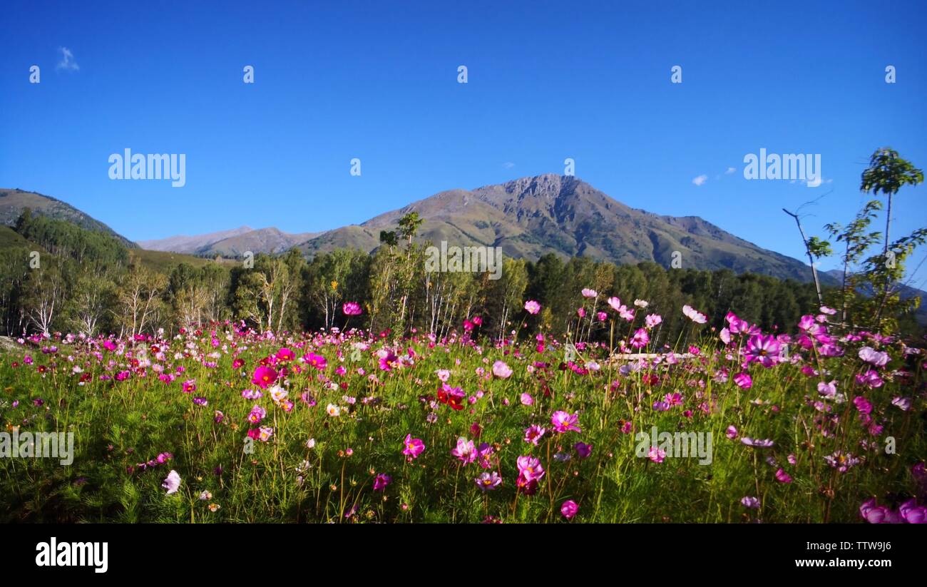 The Tuwa... with the grasses Stock Photo - Alamy