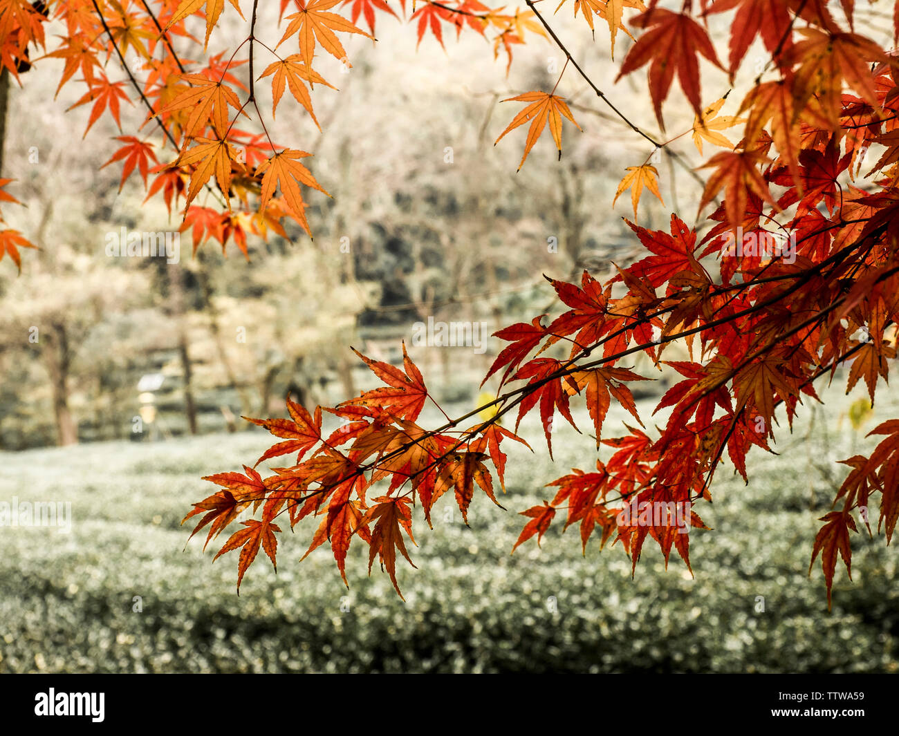 Jiuxi maple tree Stock Photo - Alamy