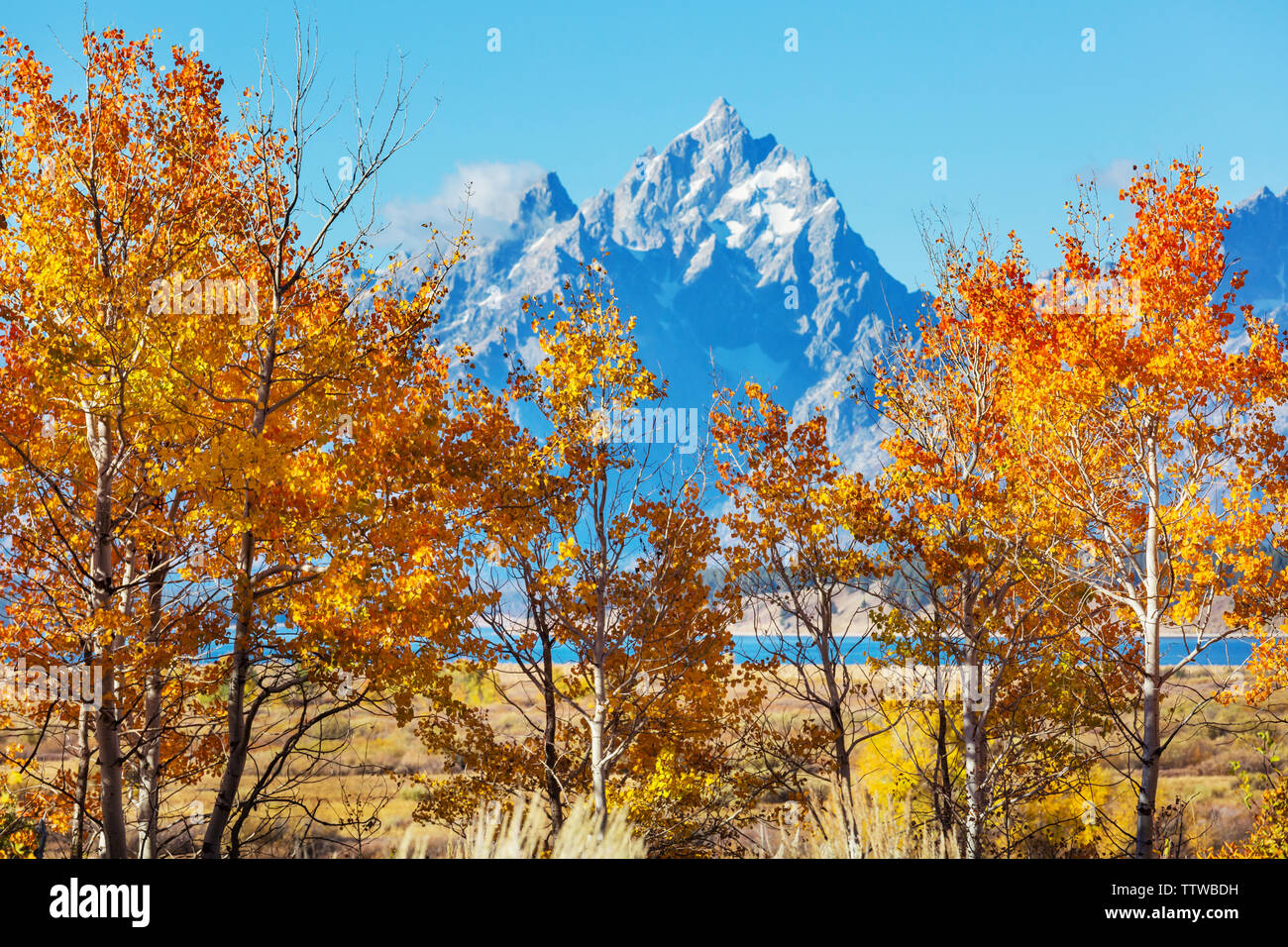 Bright colors of the Fall season in Grand Teton National Park, Wyoming ...