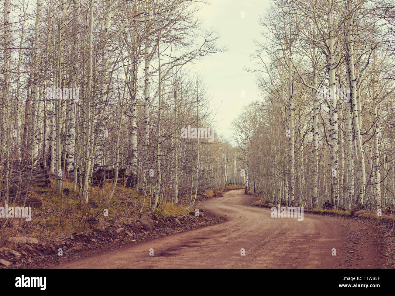 Early spring in the forest. Serene natural background Stock Photo - Alamy