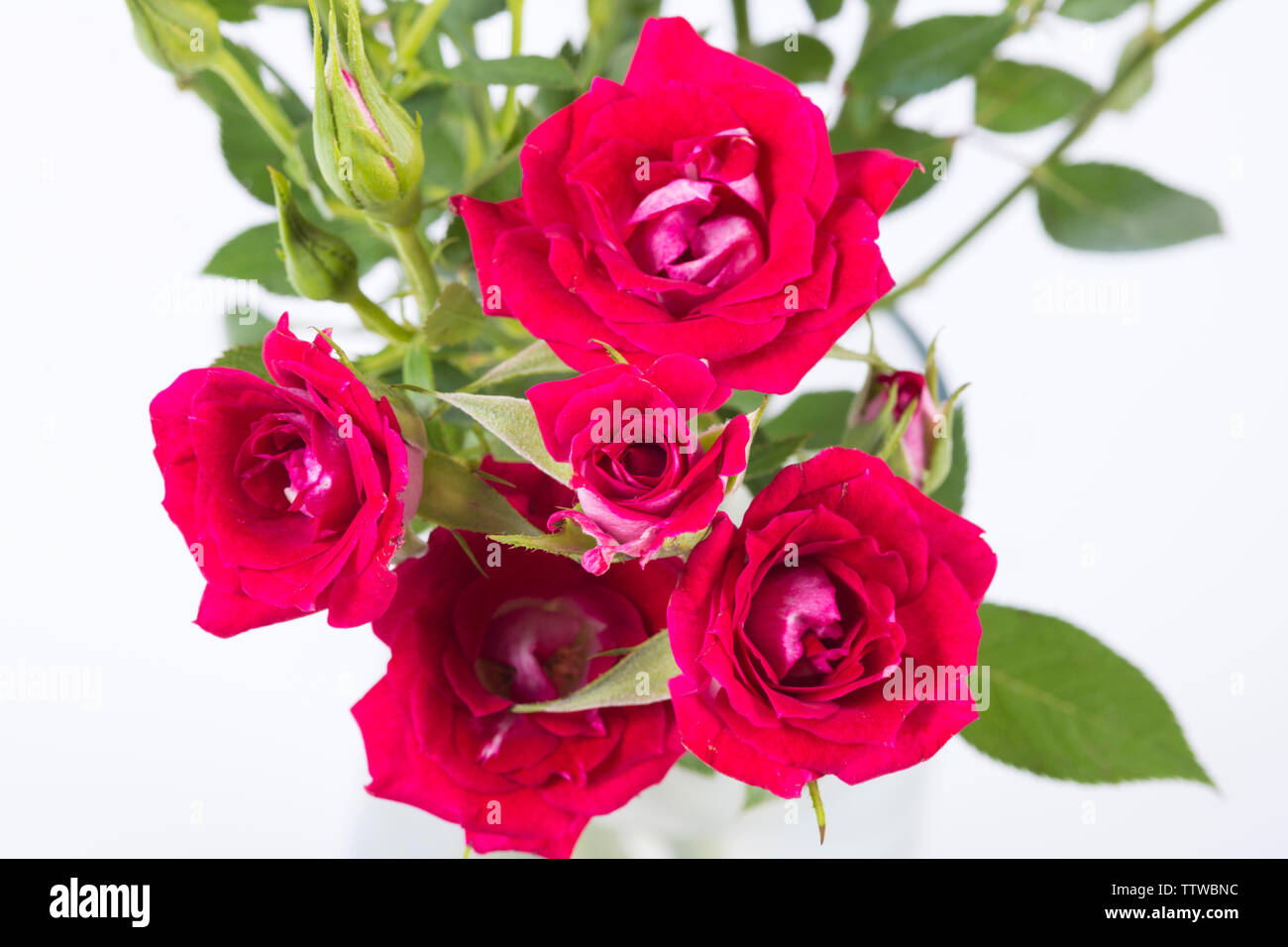Posenina with long roses hi-res stock photography and images - Alamy