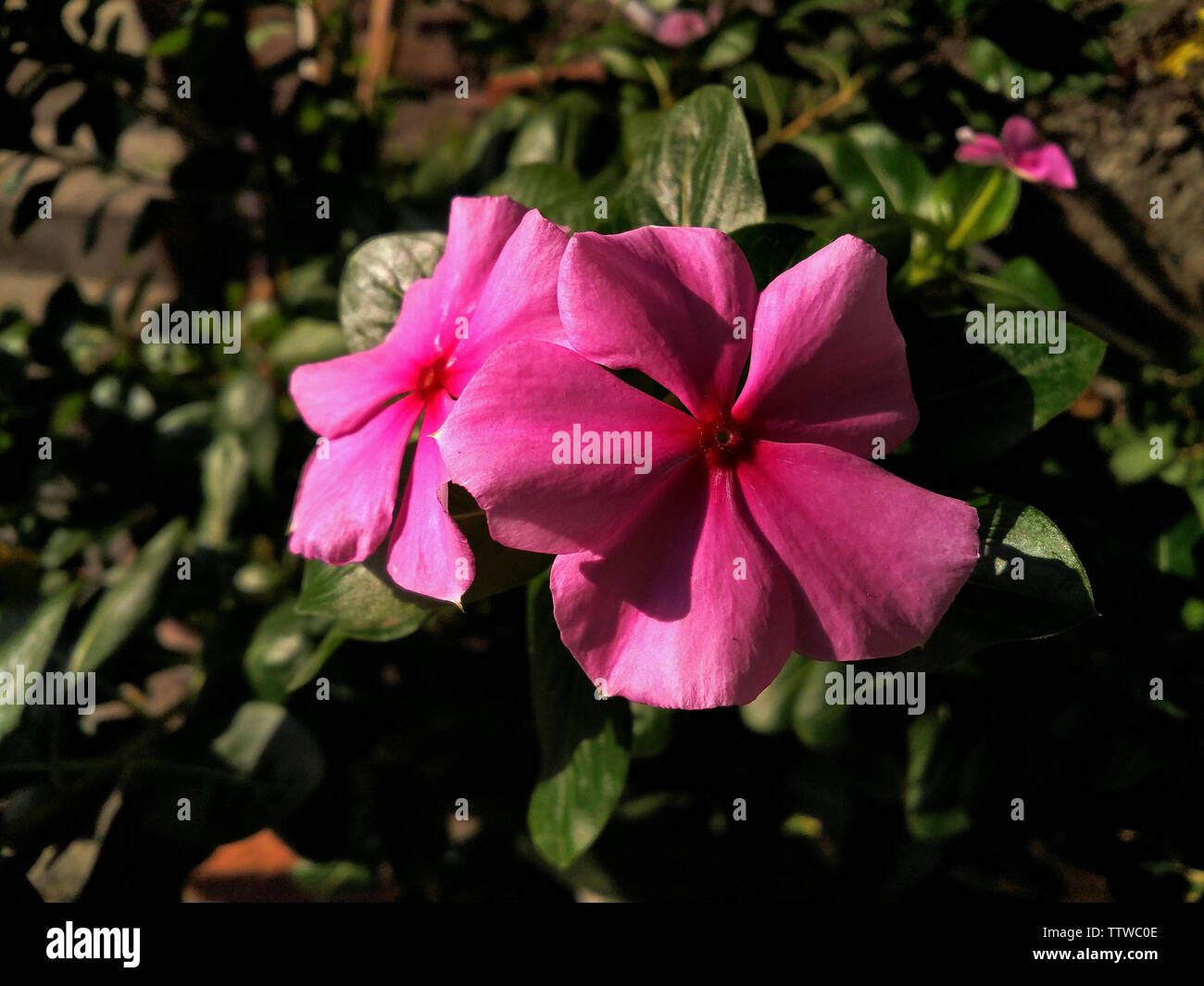 Periwinkles flowers hi-res stock photography and images - Alamy