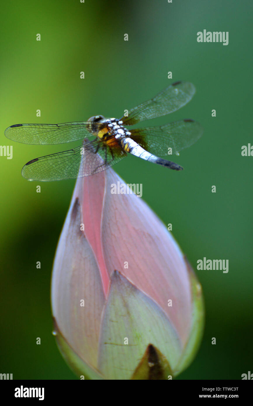 Dragonfly on the lotus Stock Photo - Alamy