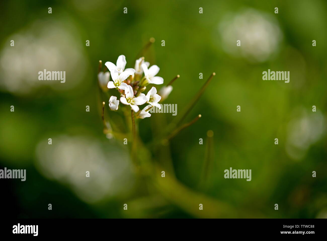 Shepherd's purse flower Stock Photo - Alamy