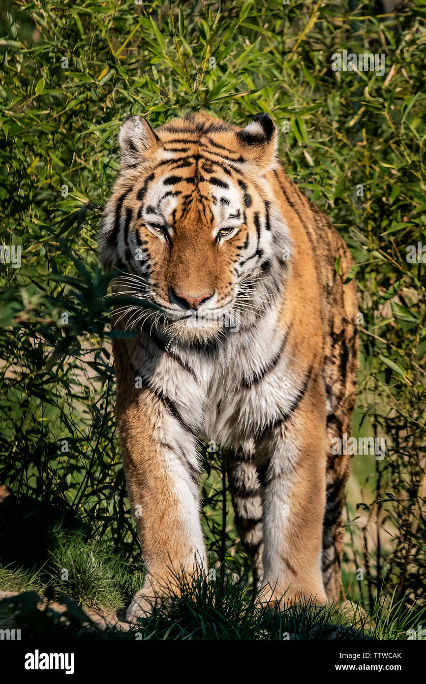 One tiger hi-res stock photography and images - Alamy