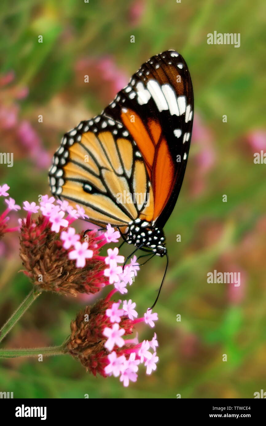 tiger - spotted butterfly Stock Photo - Alamy