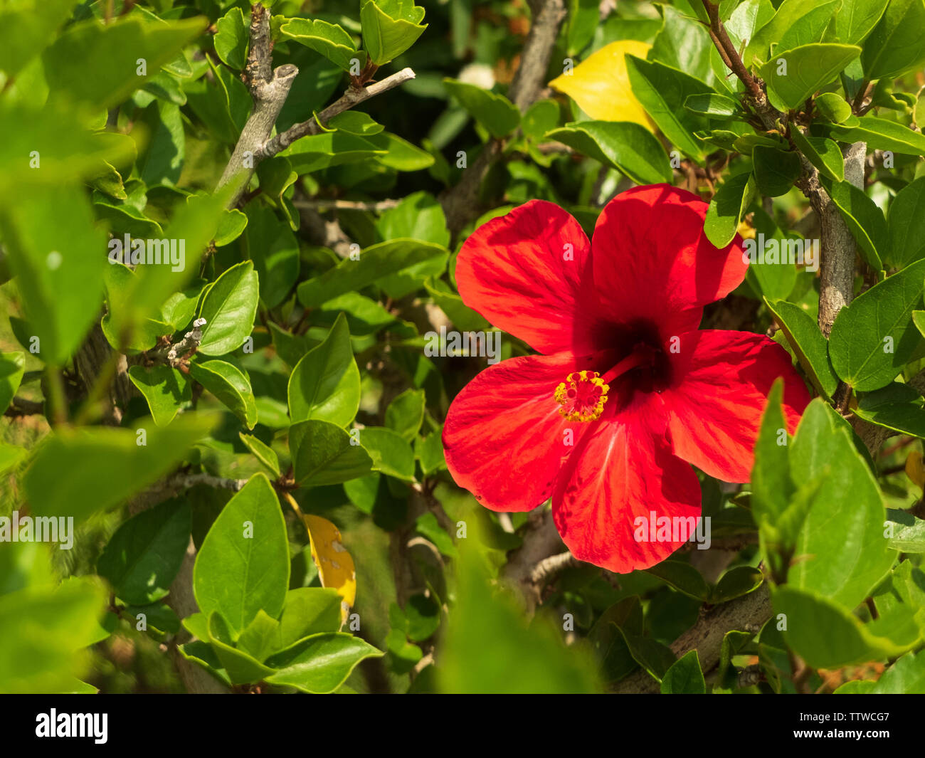 Big red flower of hibiscus and the green leaves at the background Stock ...