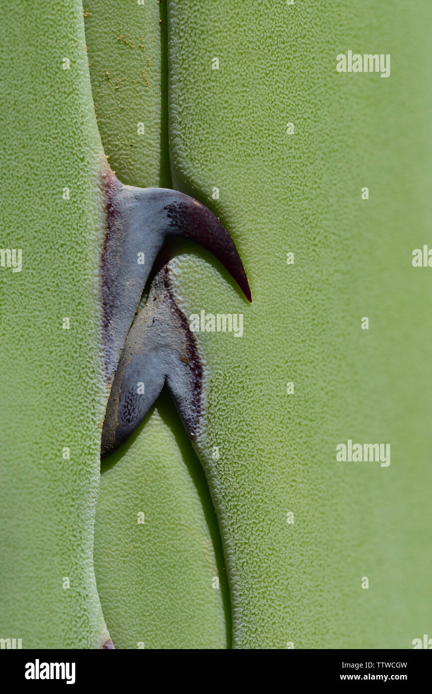 Closeup of a green agave with thorns Stock Photo - Alamy