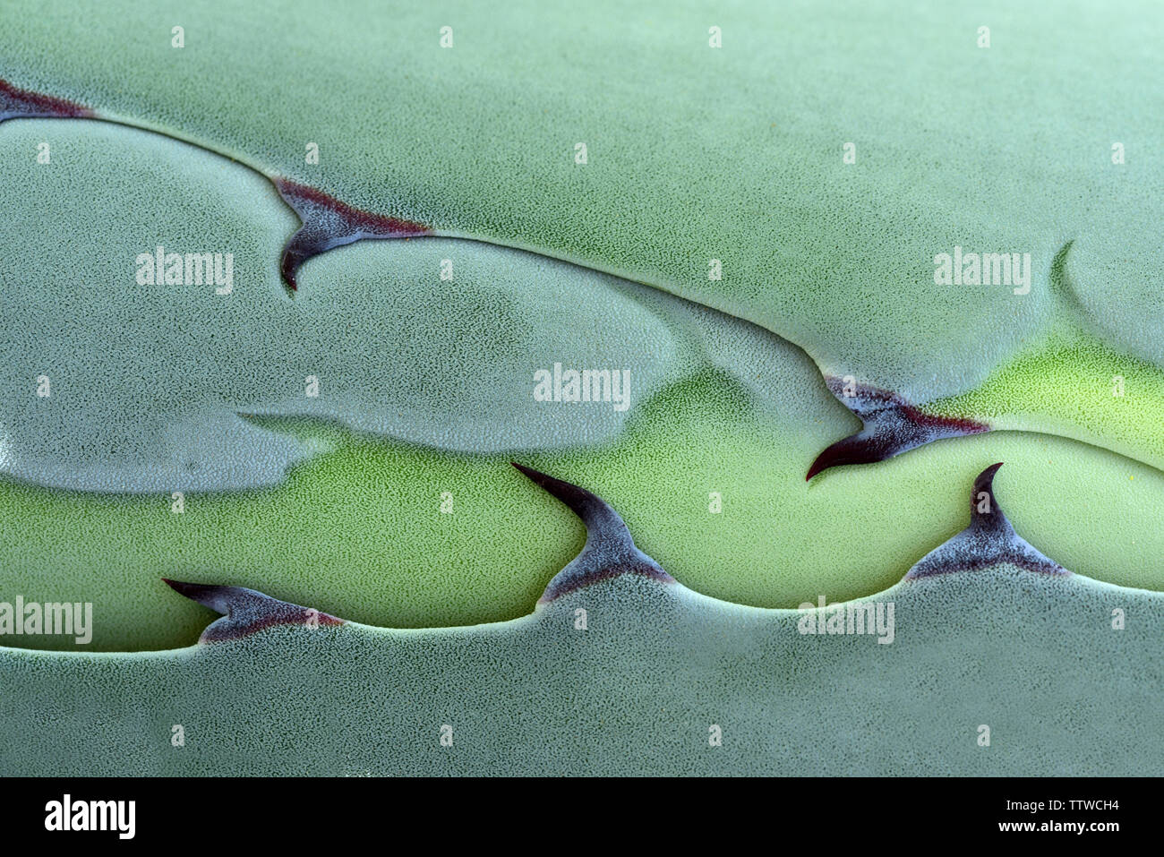 Closeup of a green agave with thorns Stock Photo - Alamy
