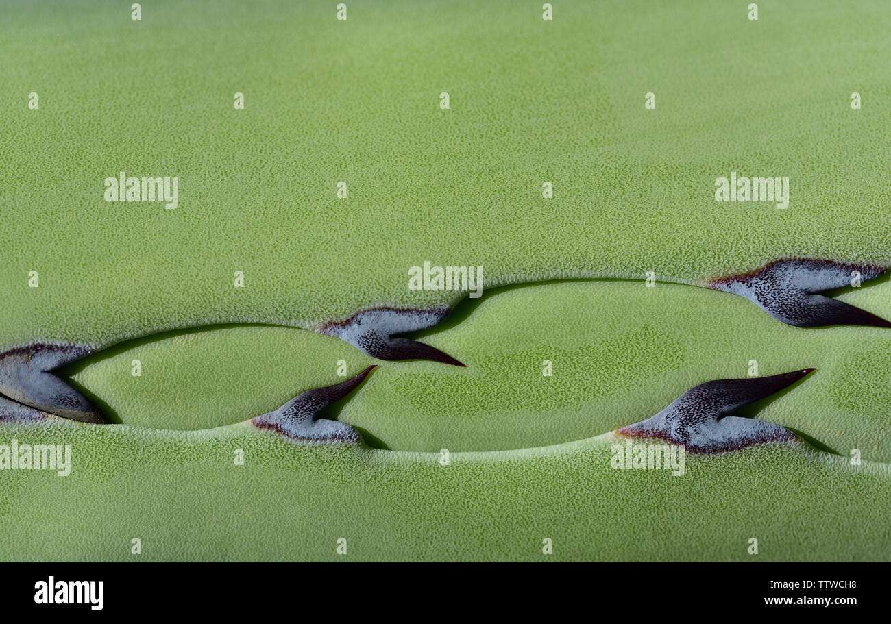 Agave thorns hi-res stock photography and images - Alamy