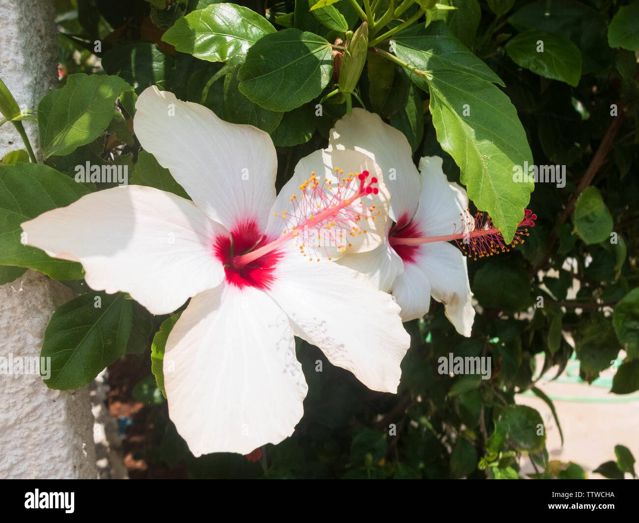 Big white flowers of hibiscus with pink stamen and pistil Stock Photo ...