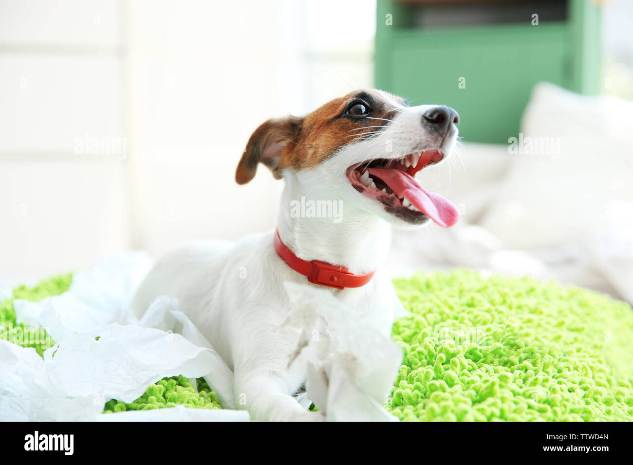 Jack Russell Terrier biting paper at home Stock Photo - Alamy