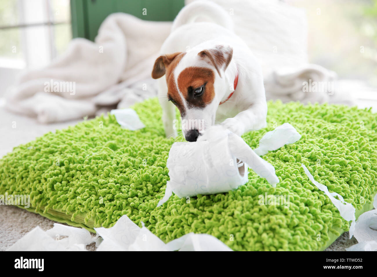 Jack Russell Terrier biting paper at home Stock Photo - Alamy