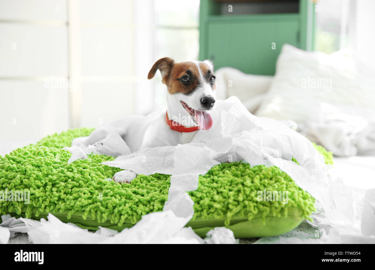 Jack Russell Terrier biting paper at home Stock Photo - Alamy