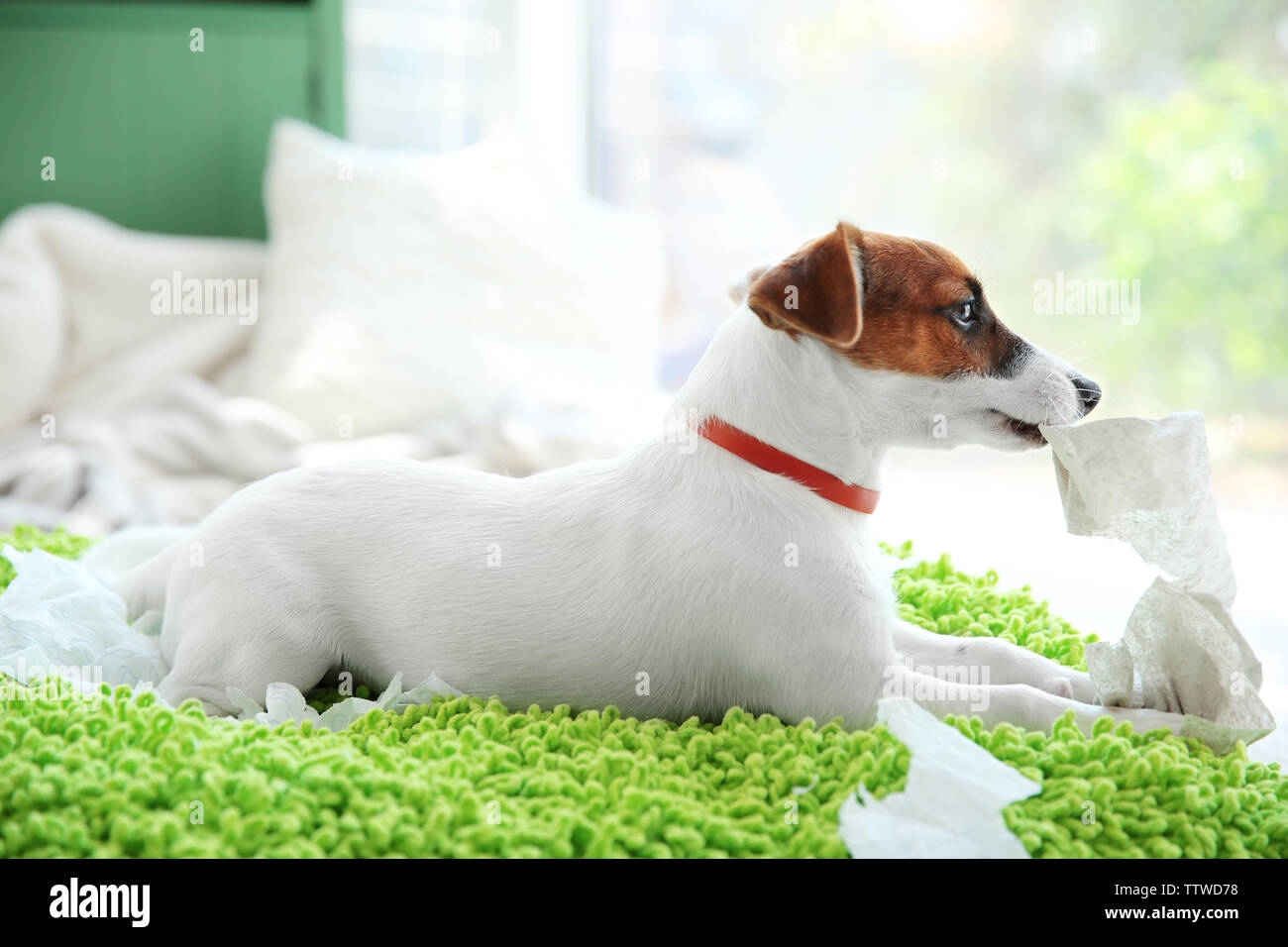 Jack Russell Terrier biting paper at home Stock Photo - Alamy