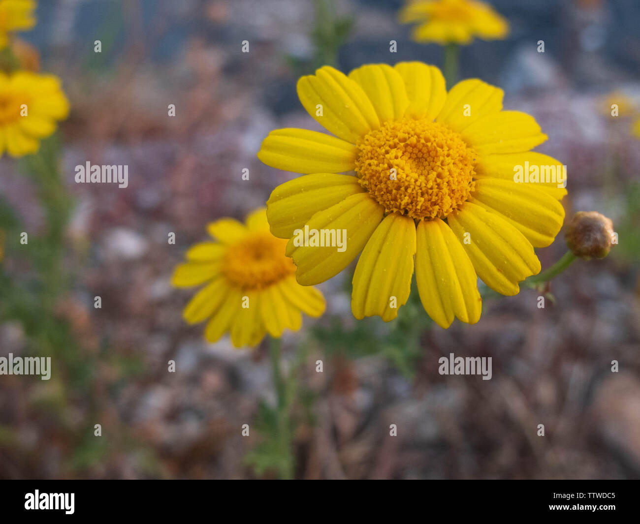 Yellow daisy flowers. Flowers of calendula arvensis Stock Photo - Alamy