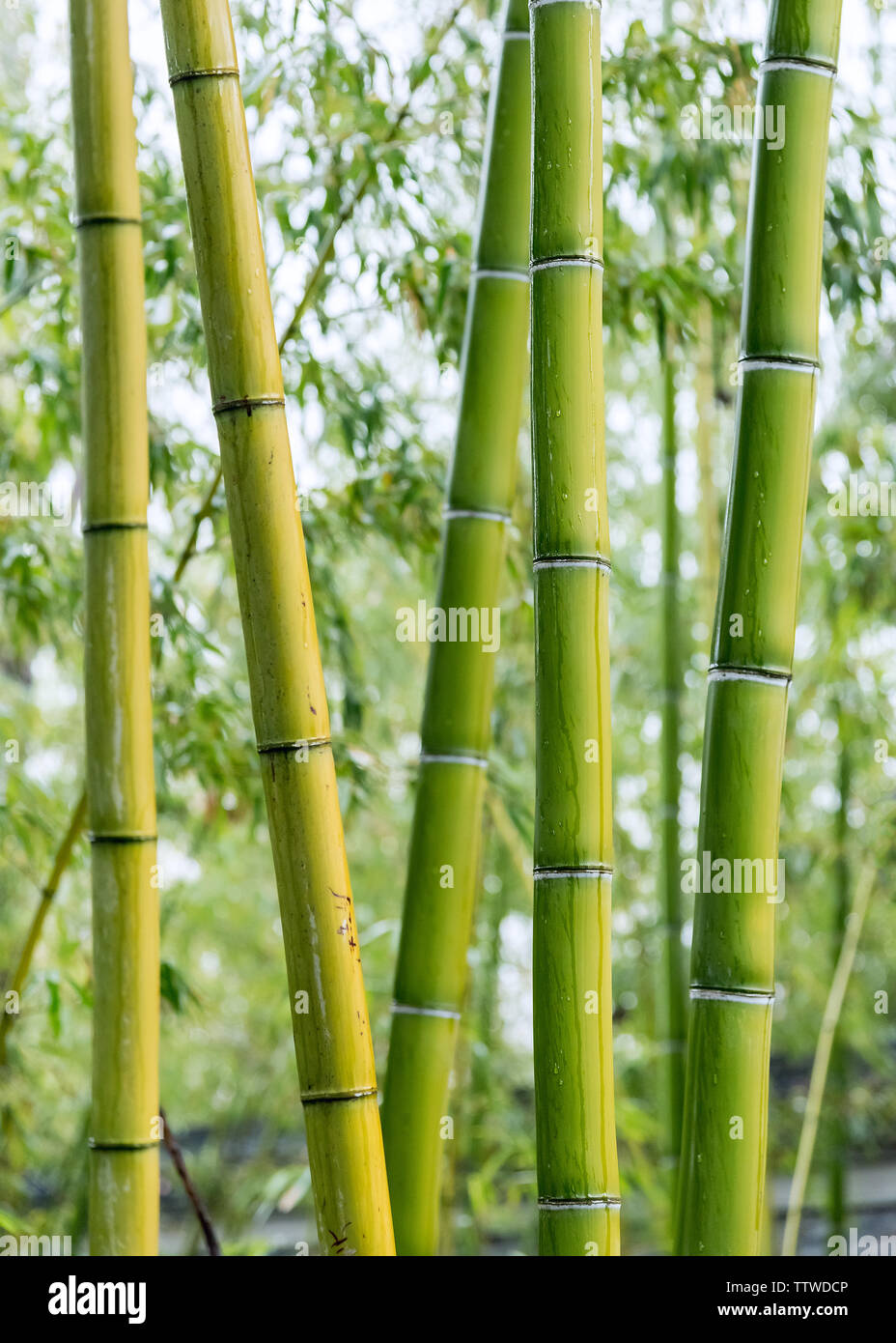 A clump of bamboo, appreciate its color and shape Stock Photo - Alamy