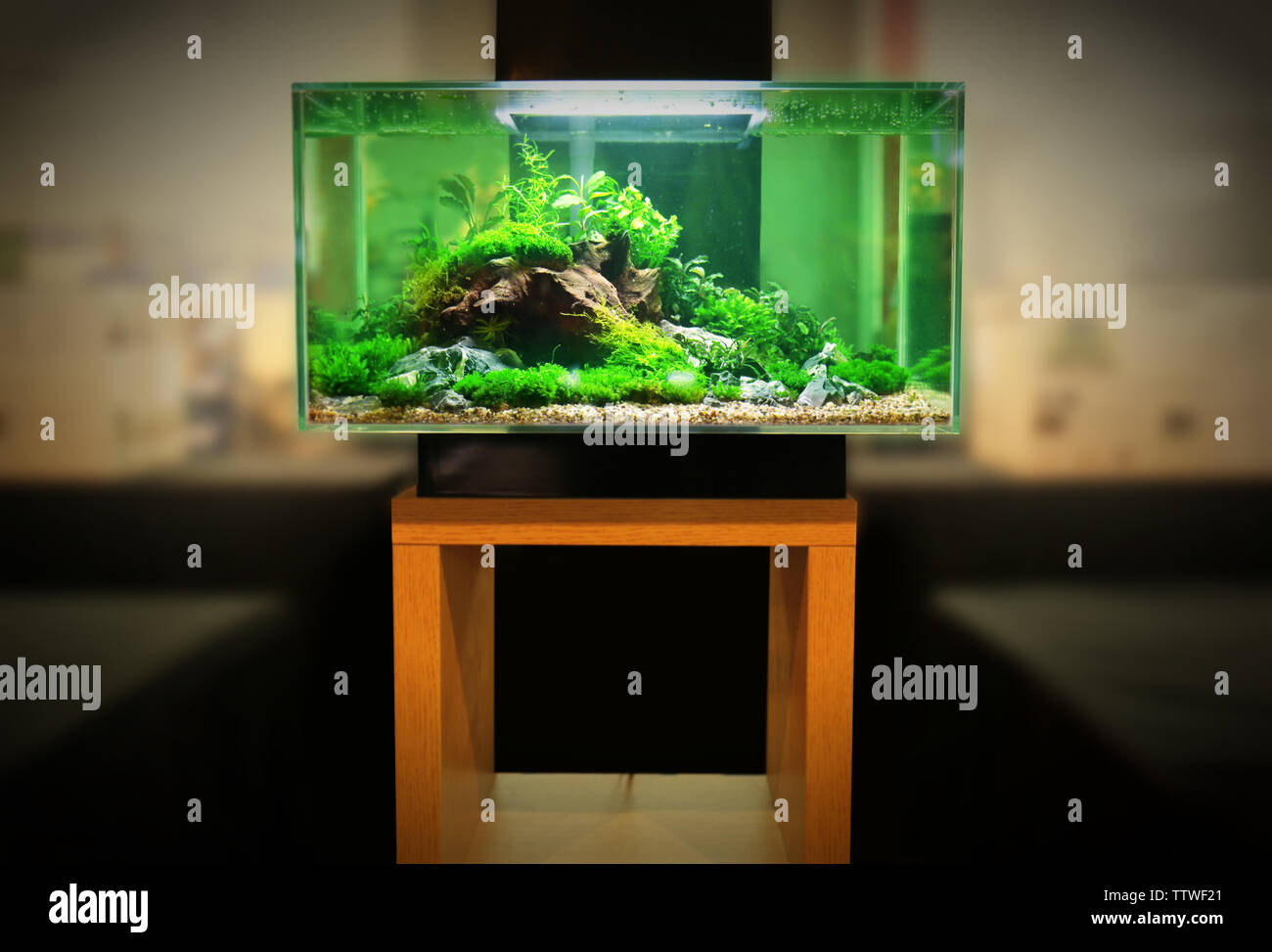 Pet shop aquarium Stock Photo - Alamy