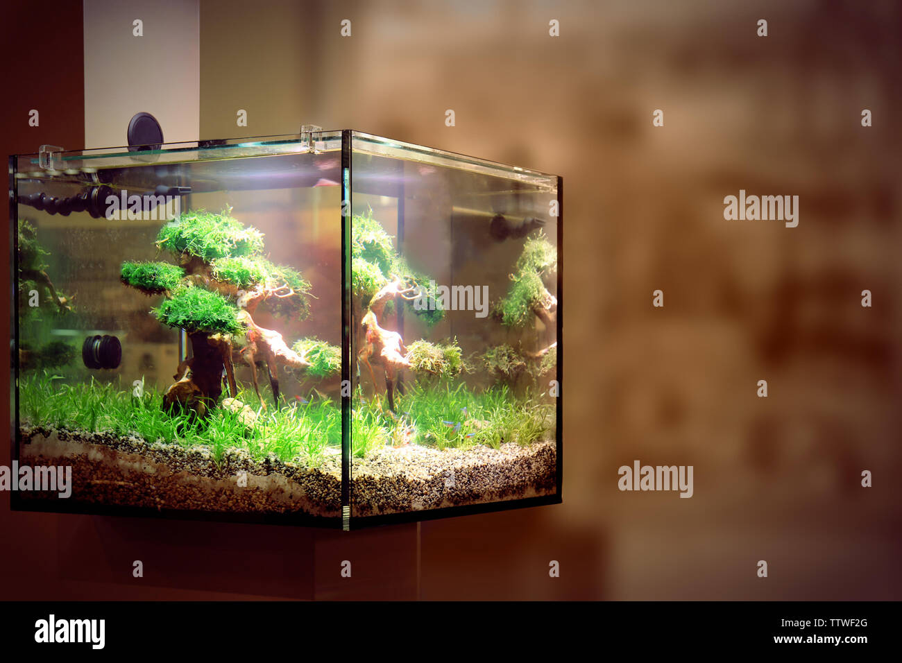 Pet shop aquarium Stock Photo - Alamy