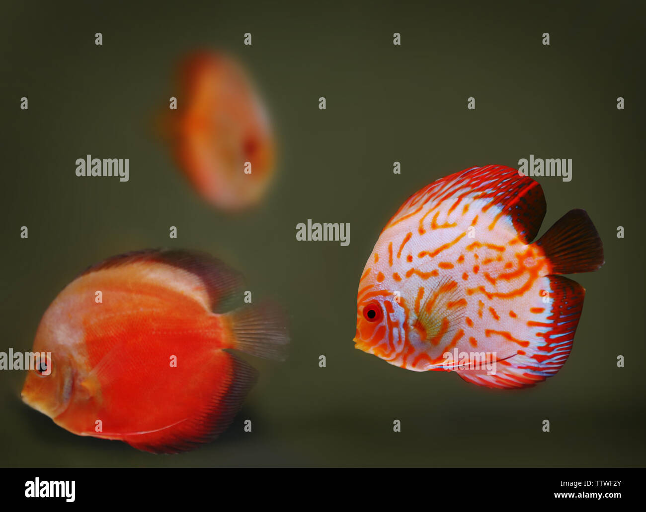 Fish swimming in aquarium Stock Photo - Alamy