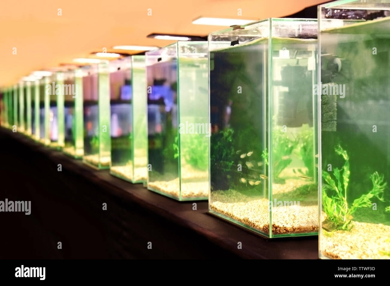Pet shop aquariums Stock Photo - Alamy