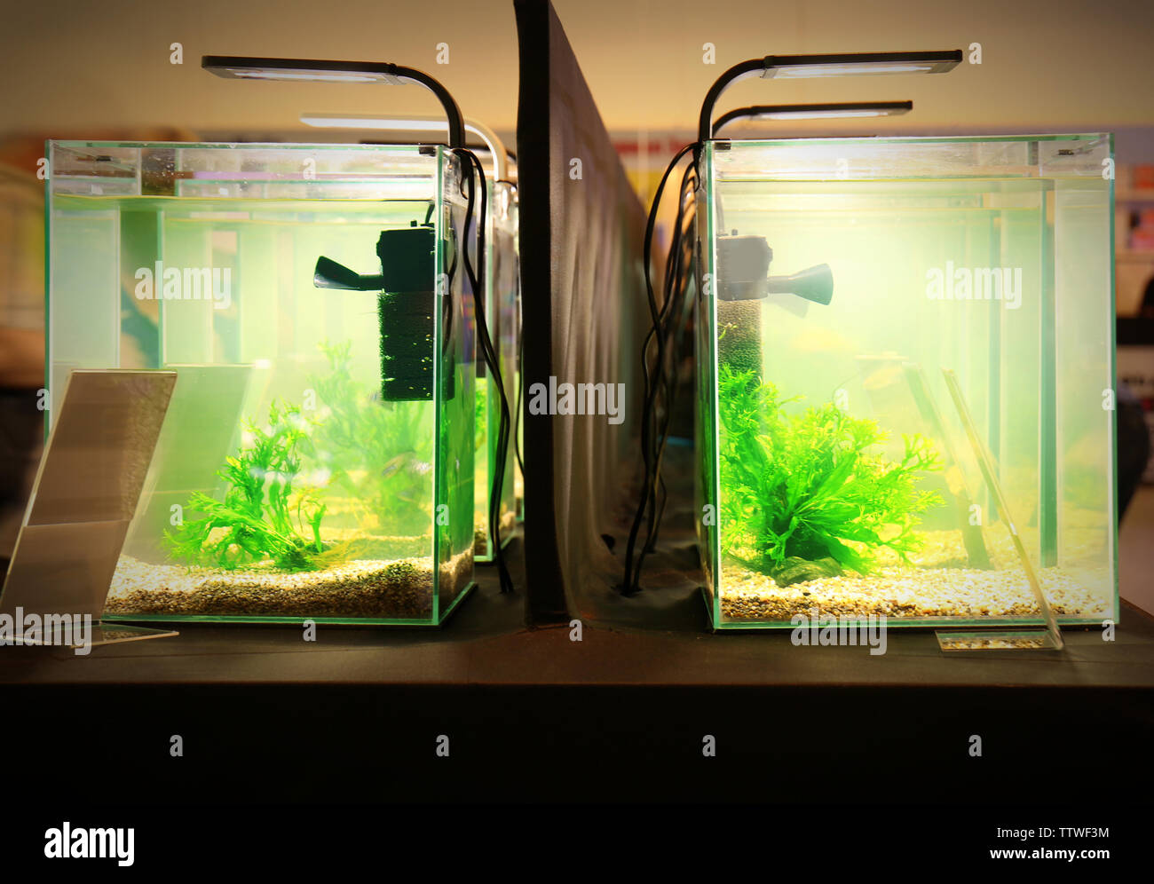 Pet shop aquariums Stock Photo - Alamy