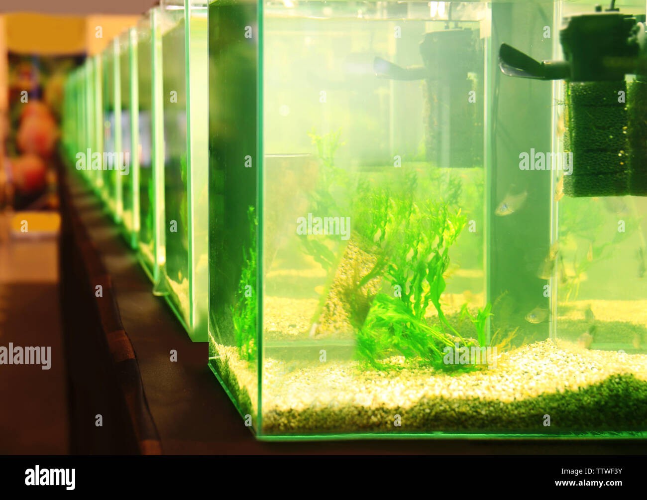 Pet shop aquariums Stock Photo - Alamy