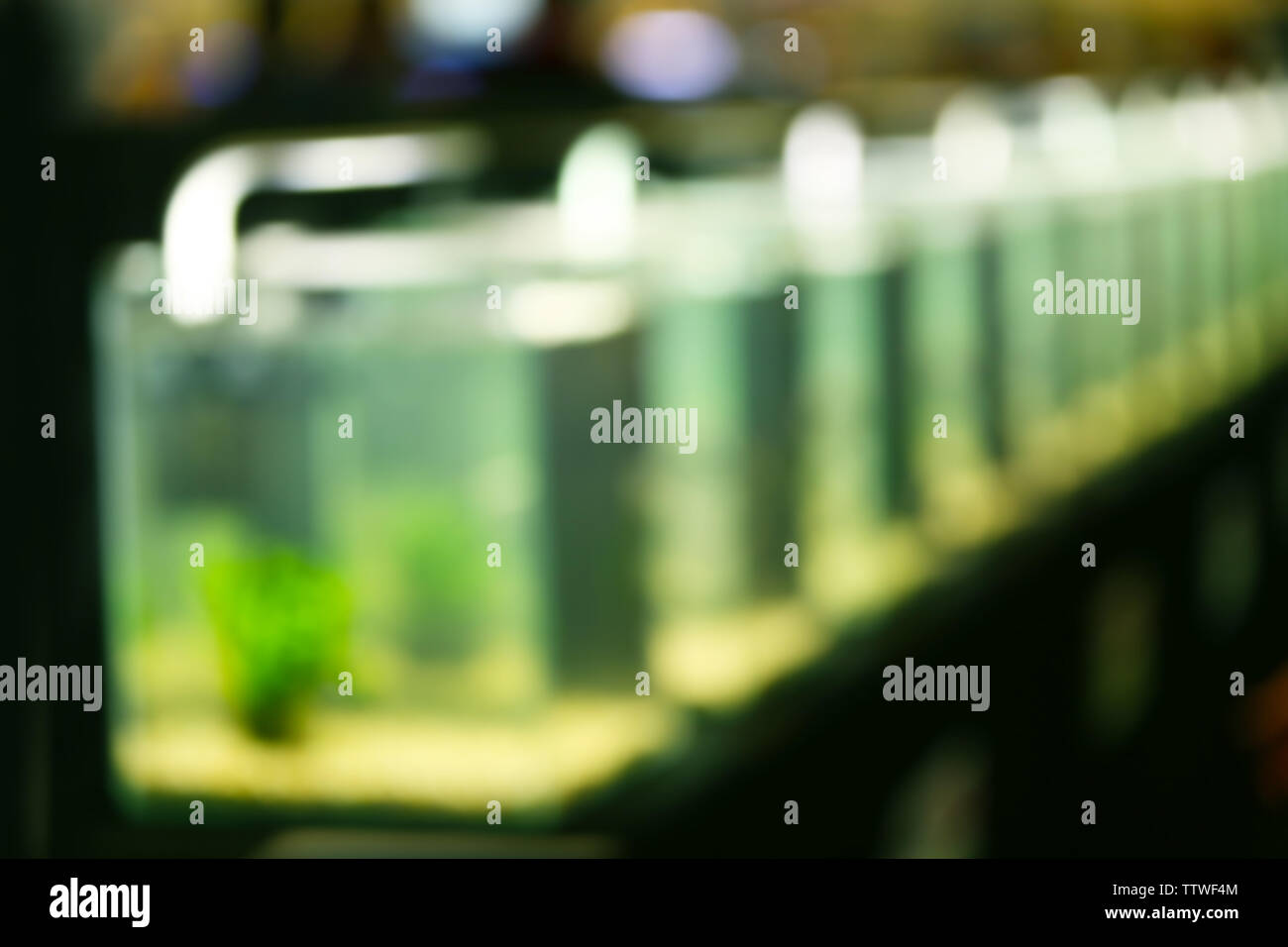 Blurred aquariums in pet shop Stock Photo - Alamy