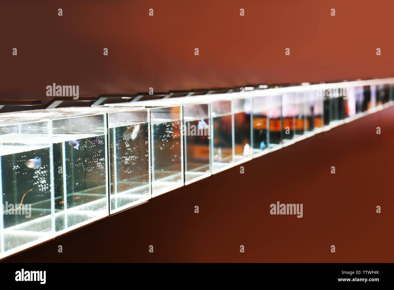 Pet shop aquariums Stock Photo - Alamy